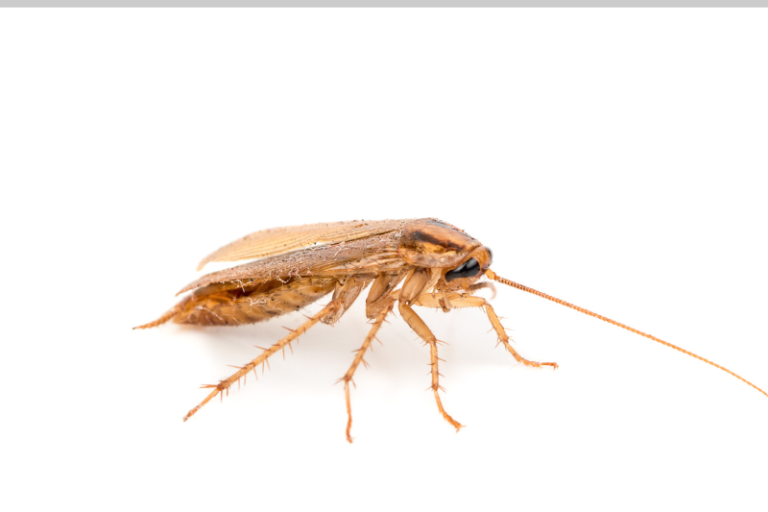Barata Germânica: Pequena no Tamanho, Gigante no Problema - Acerta Eco ...